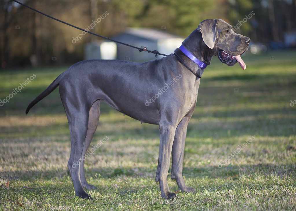 Walking Great Dane — Stock Photo © gsagi #125426286