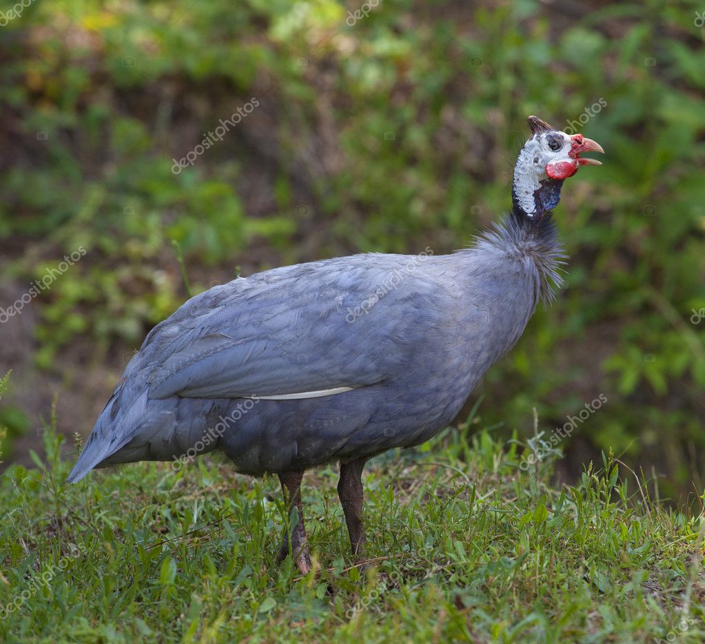 Loud giunea bird Stock Photo by ©gsagi 125520138