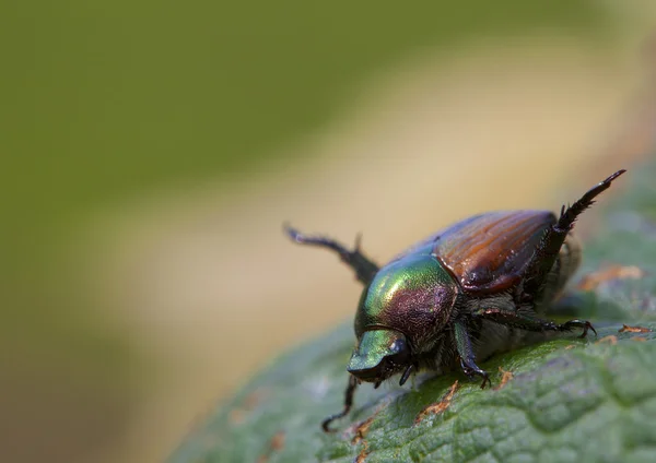 Japanese beetle Stock Photos, Royalty Free Japanese beetle Images ...