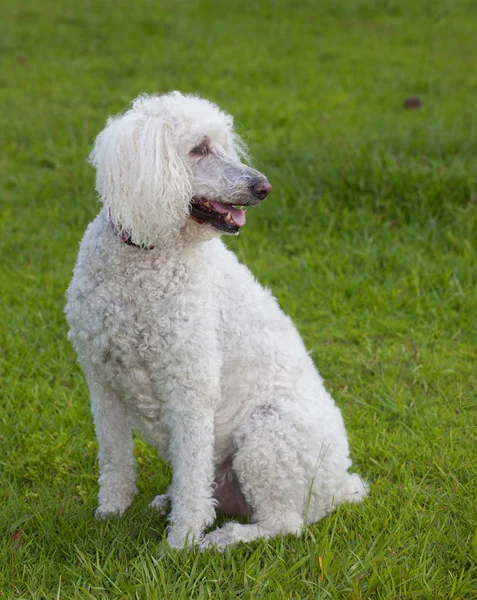 Spotted standard poodle Stock Photos, Royalty Free Spotted standard ...