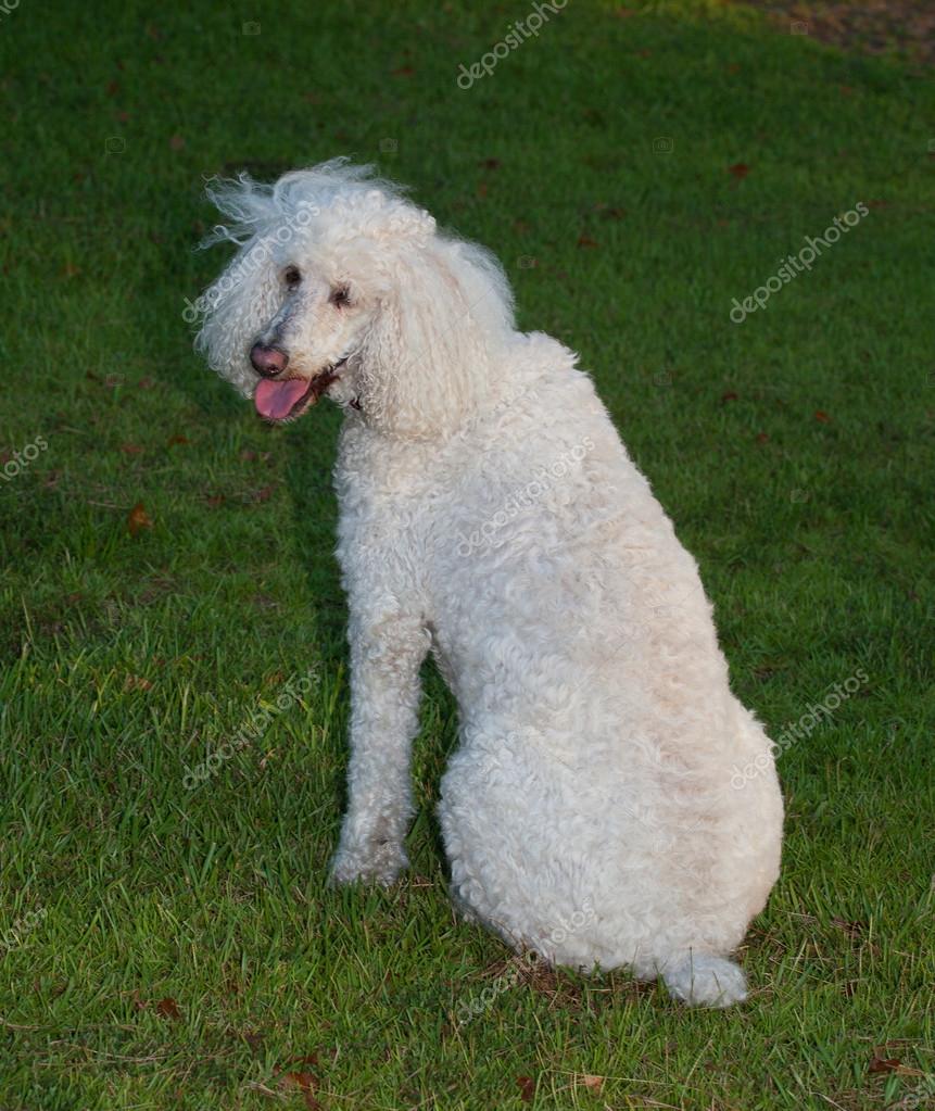 Panting standard poodle — Stock Photo © gsagi #127422896
