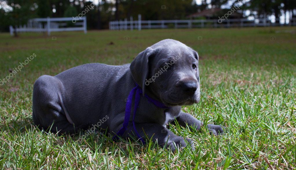 Cute Blue Great Dane Puppies