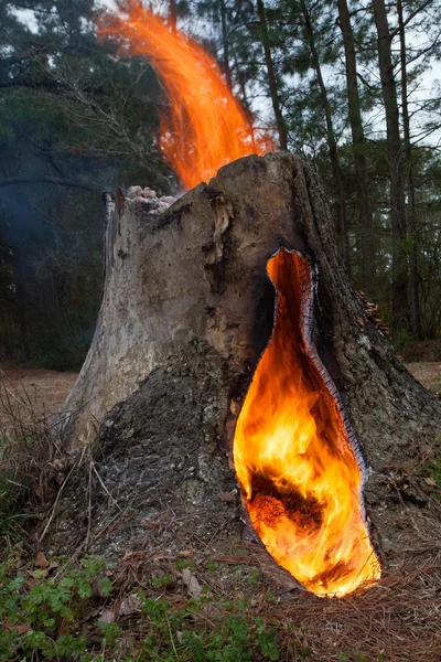 Burning Tree — Stock Photo © curaphotography #8499988