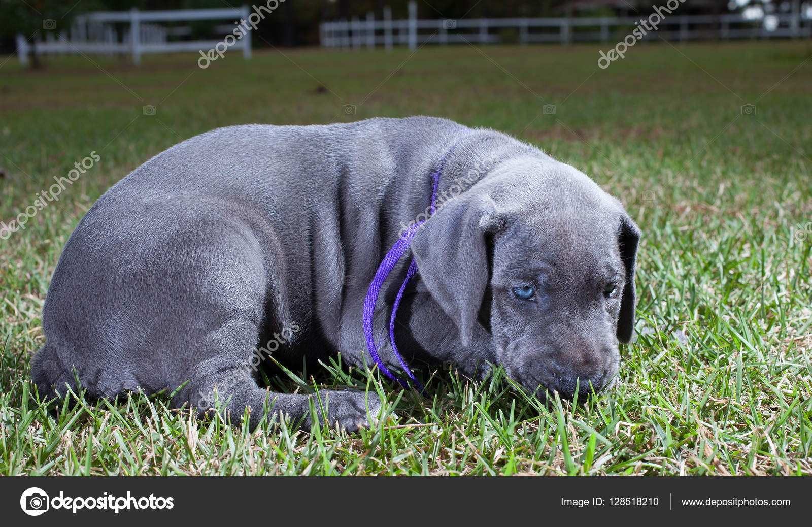 Grey Great Dane Puppies With Blue Eyes