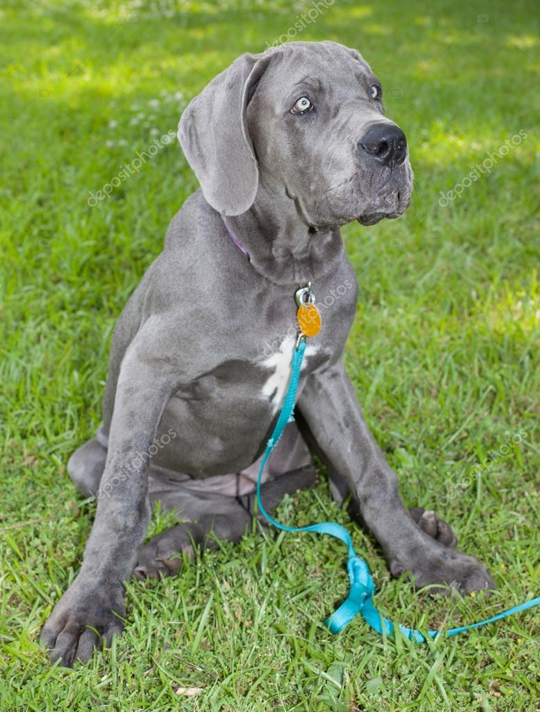 Gran Danes Cachorro Azul