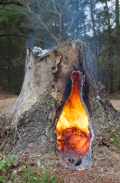 Burning stump with smoke - Stock Image - Everypixel