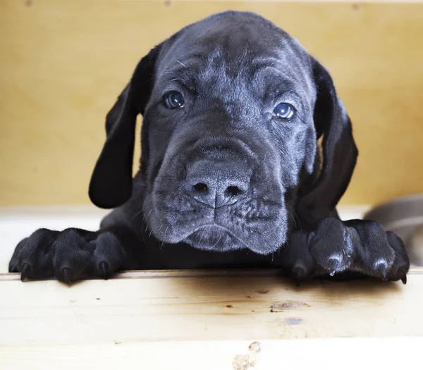 Gran Danes Cachorro Azul
