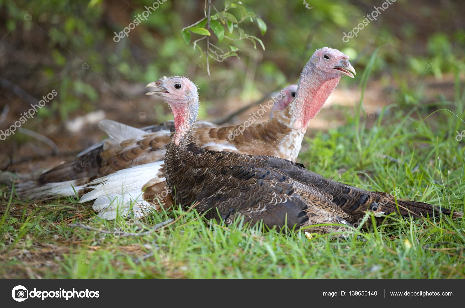 Tired turkeys on the grass Stock Photo by ©gsagi 139650140