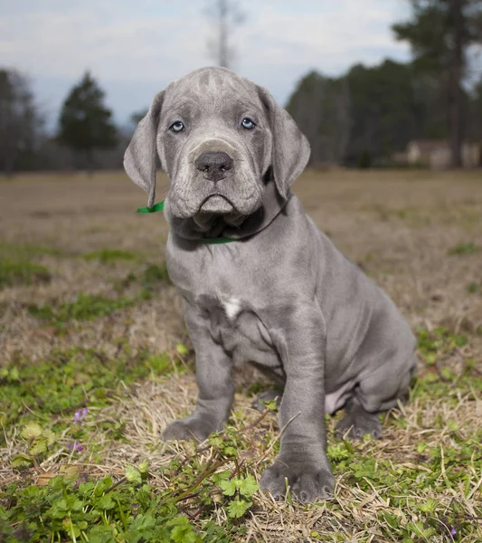 Gran Danes Azul