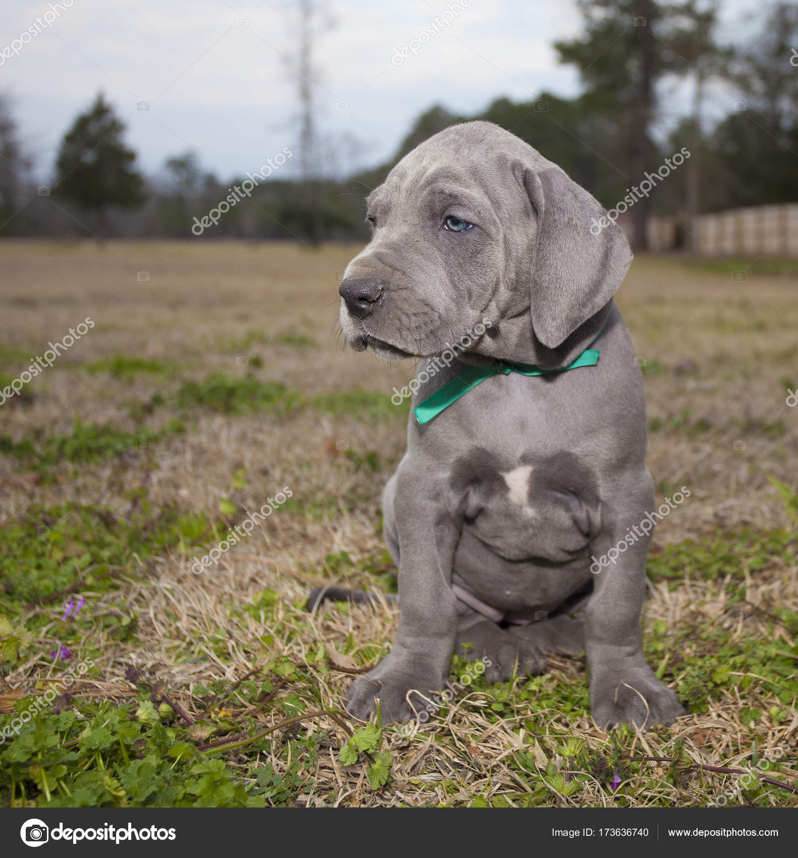 Gran Danes Cachorro Azul