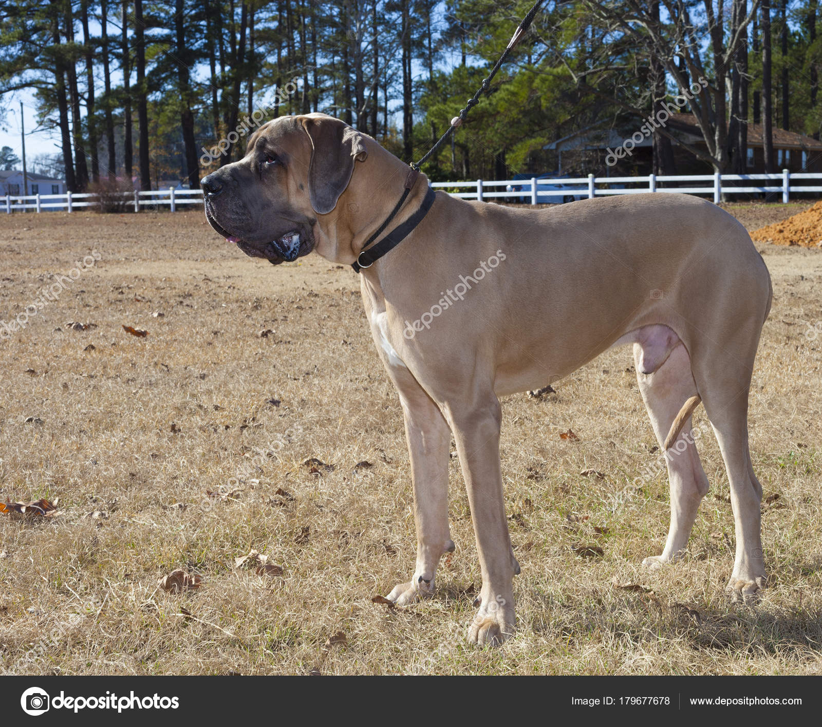 Male Great Dane