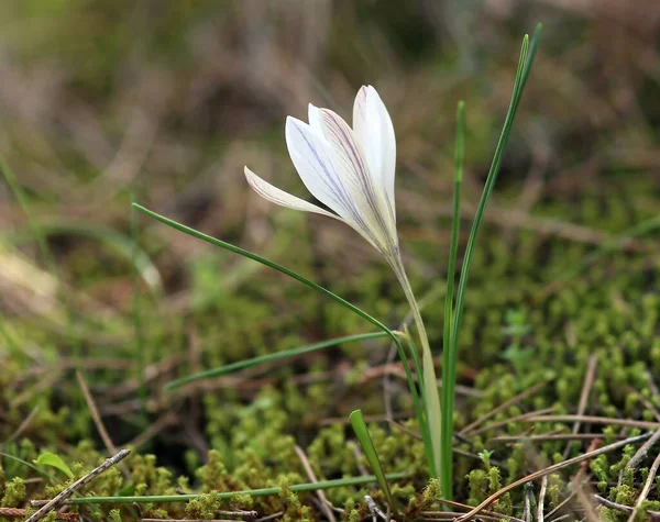 Crocus nevadensis es una especie de anfibios de África del Norte y ...