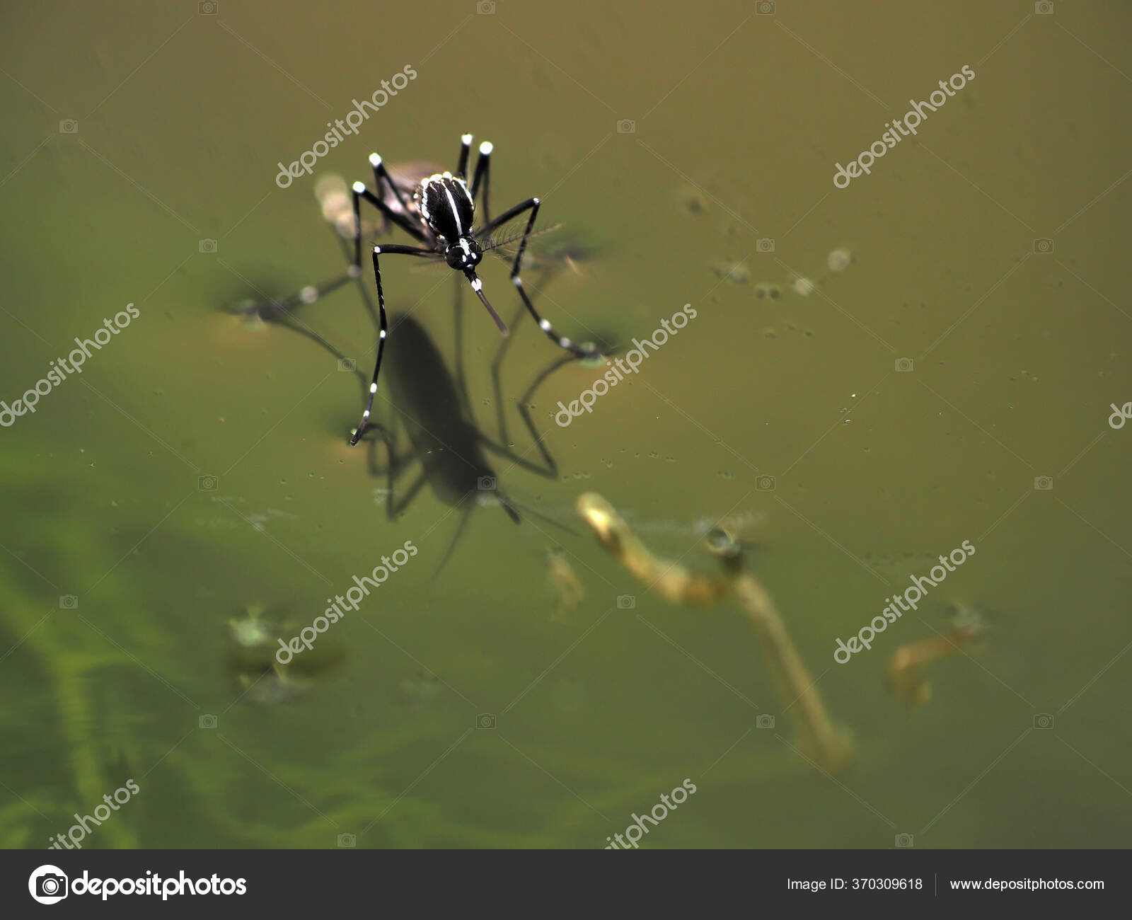 Aedes Mosquito Still Water Pot Larvae Underwater — Stock Photo ...