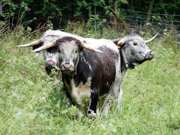 English Longhorn cattle, a long horned brown and white breed of beef ...