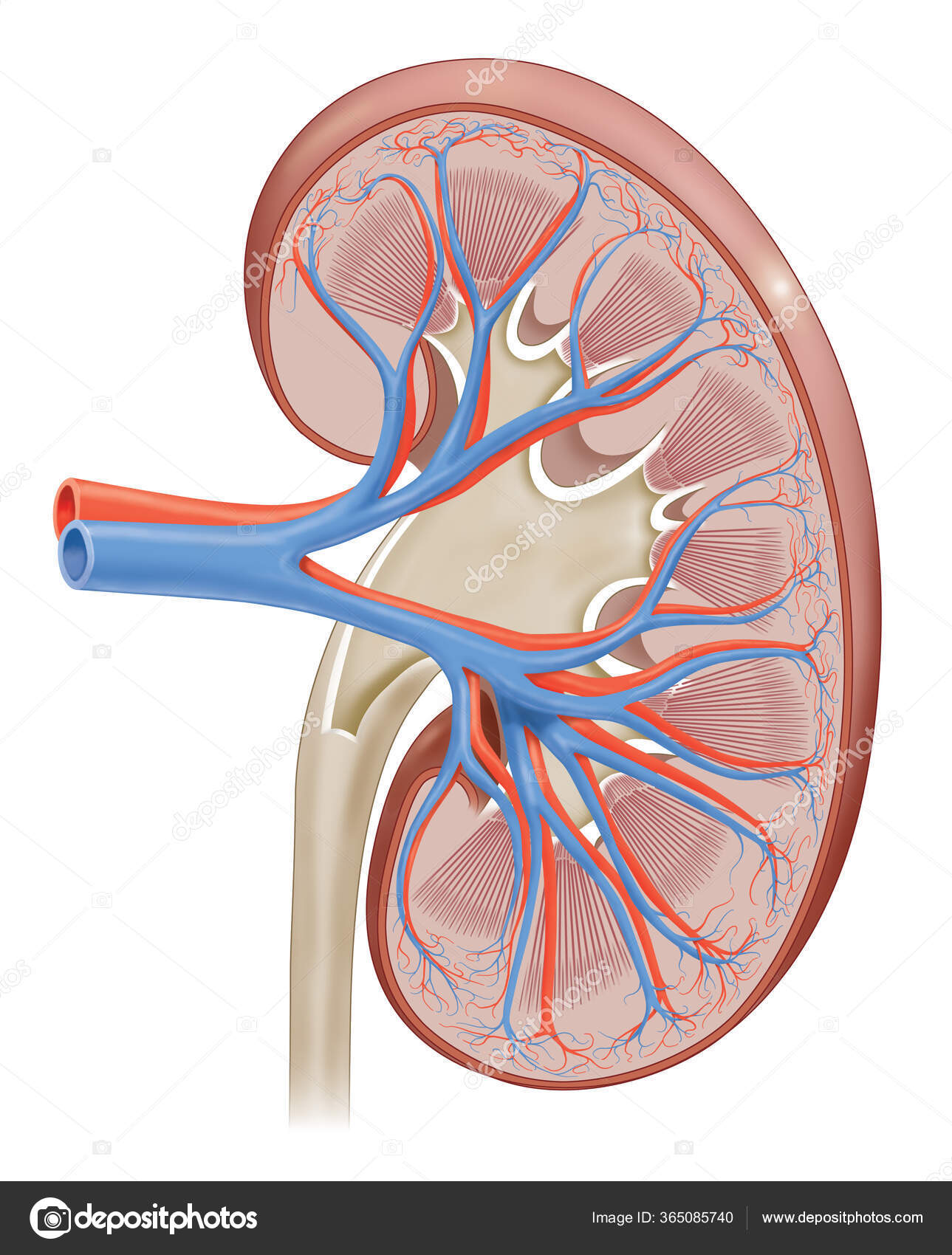 Human Kidney Internal Structure Cross Section Realistic Illustration ...