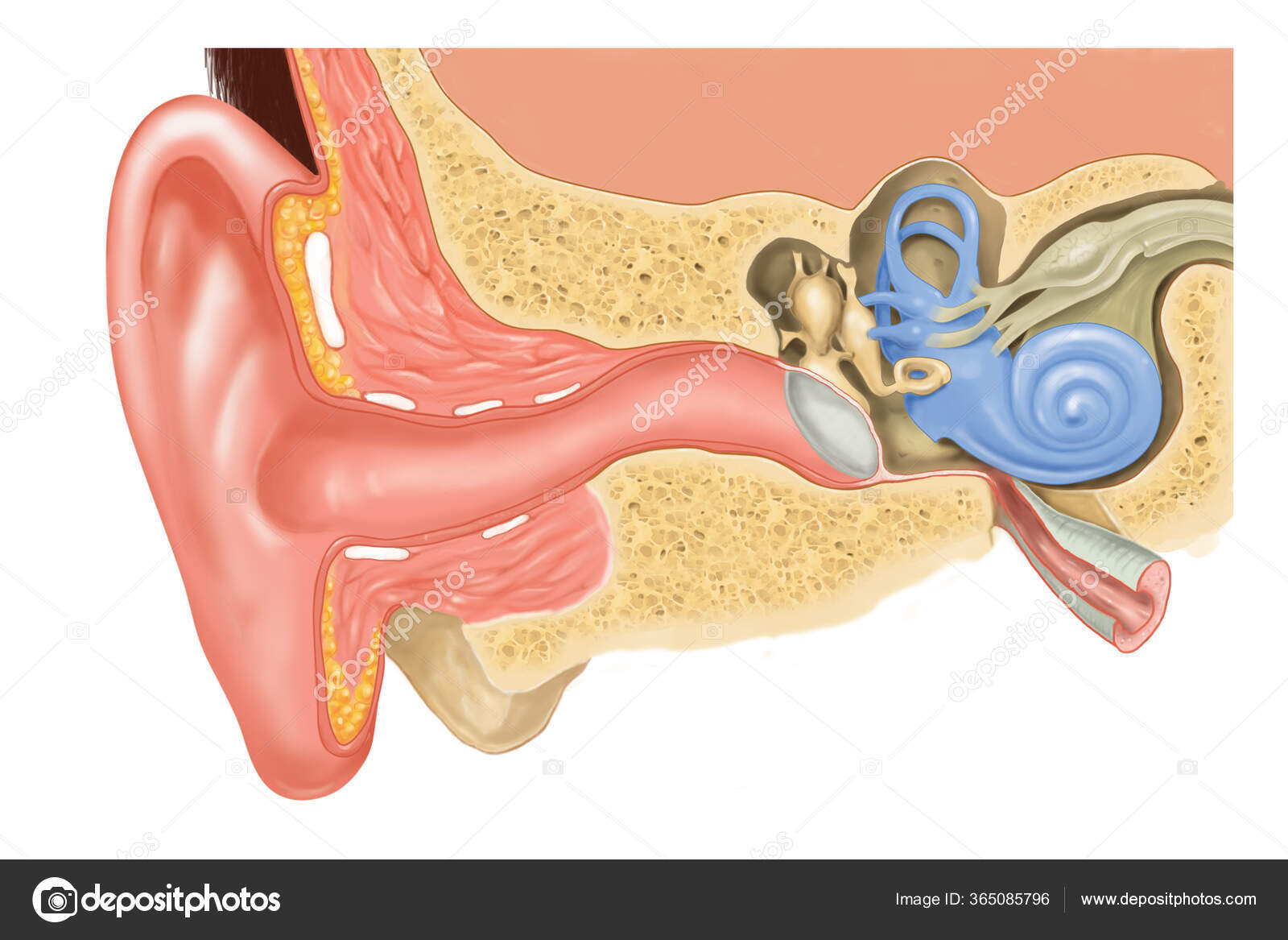 Internal Structure Human Ear Stock Illustration by ©kocakaya #365085796