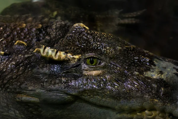 head of a large Nile crocodile with scars close-up. The eyes of a ...