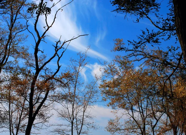 Blue sky forest Stock Photos, Royalty Free Blue sky forest Images ...
