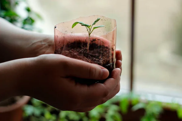 Consumo de plantas Stock Photos, Royalty Free Consumo de plantas Images ...