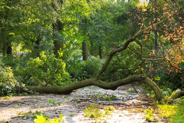 Broken tree Stock Photos, Royalty Free Broken tree Images | Depositphotos