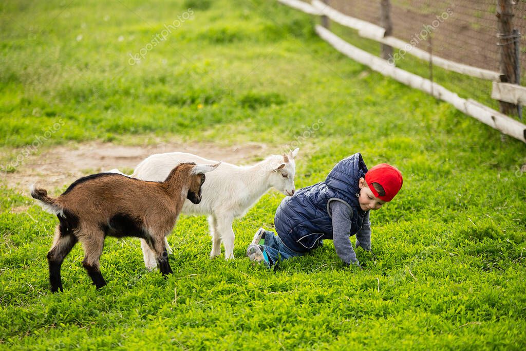 los ni os corren hacia el ni o, el ni o cay sobre la hierba, la cabra ...