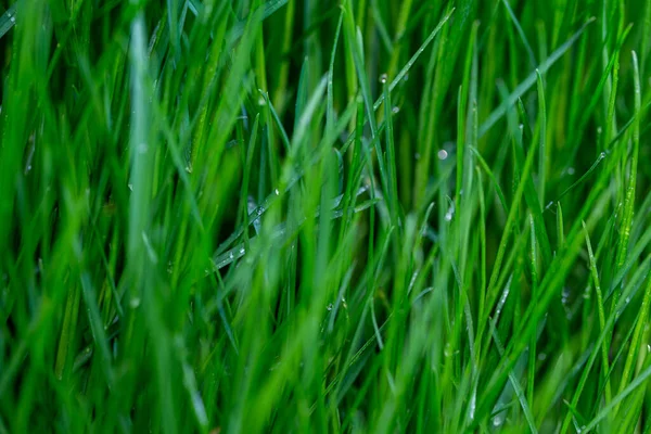 Drops of water on grass after spring rain in the garden. Macro photo ...