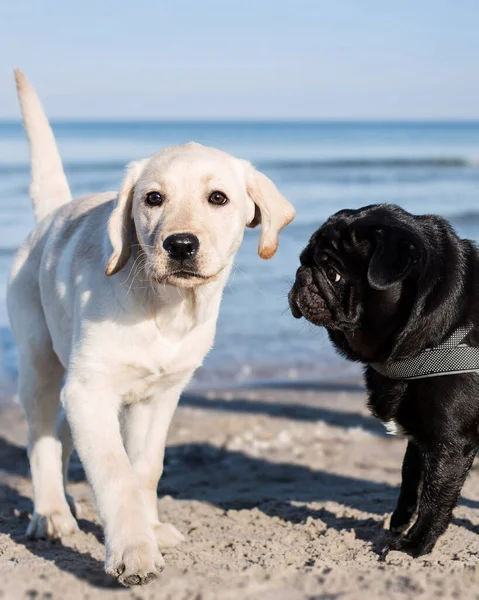 Welpen am strand Stockfotografier, royaltyfria Welpen am strand bilder ...