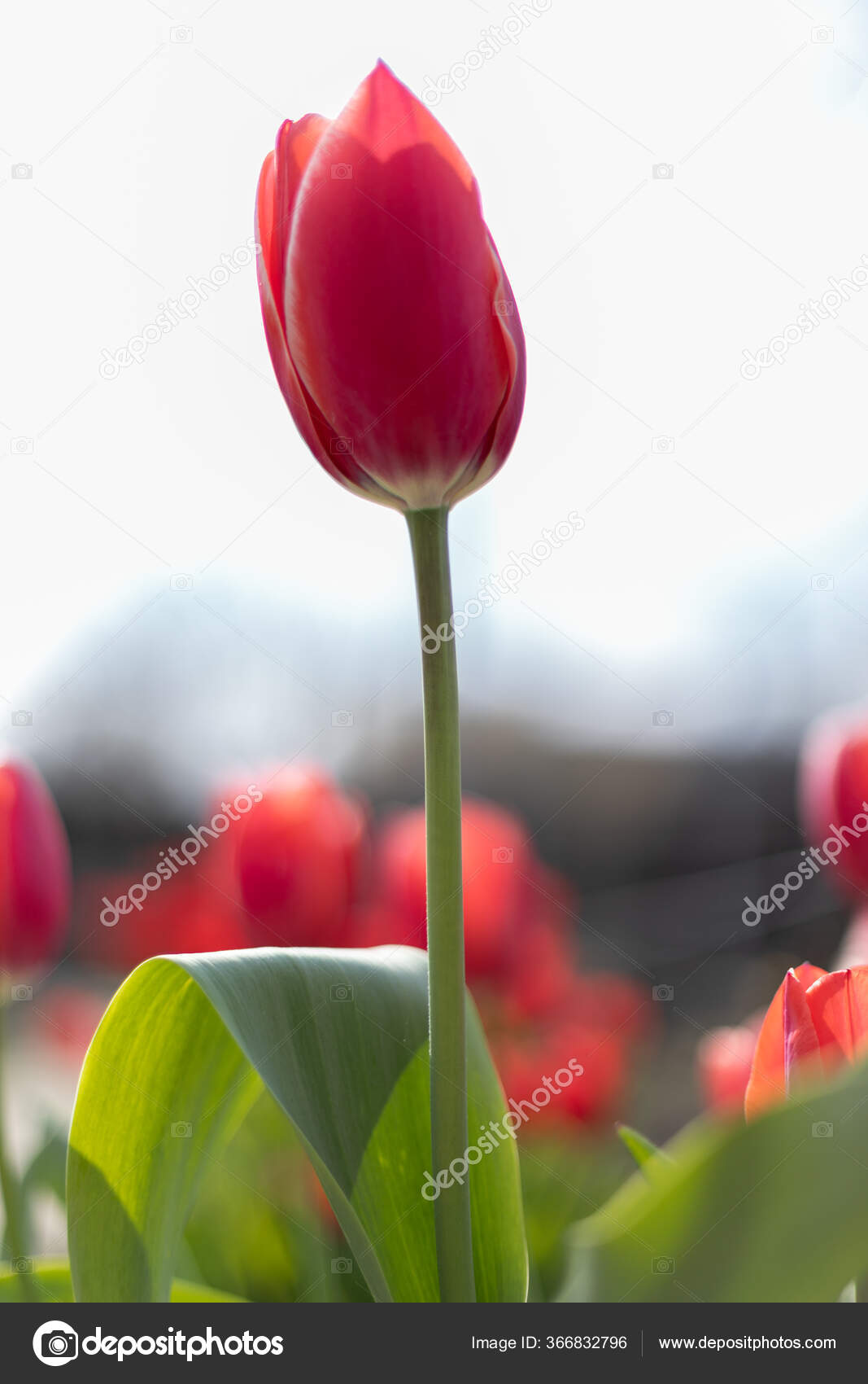 Beautiful Single Red Tulip Garden — Stock Photo © liliialimon #366832796