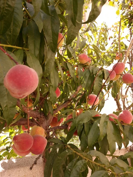 Peach tree Stock Photos, Royalty Free Peach tree Images | Depositphotos