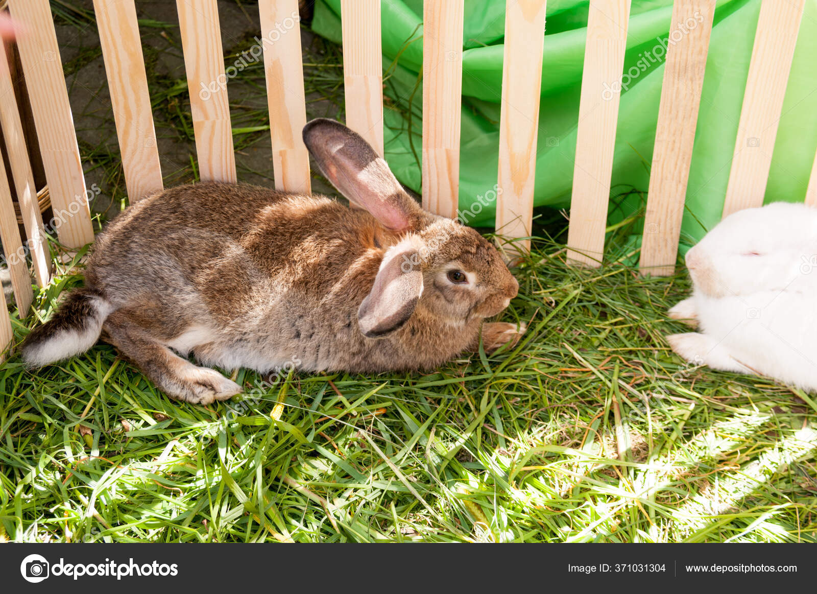 Two Rabbits Lie Grass — Stock Photo © 74Katerina #371031304