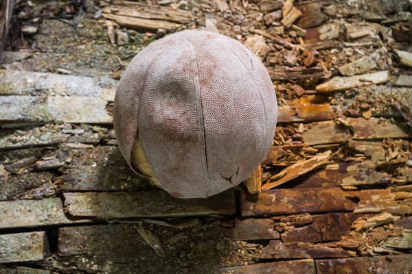 Deflated ball Stock Photos & Royalty-Free Images | Depositphotos