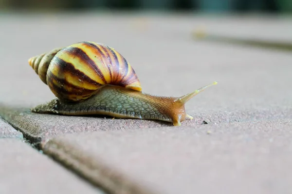 Sluggard Stock Photos, Royalty Free Sluggard Images | Depositphotos