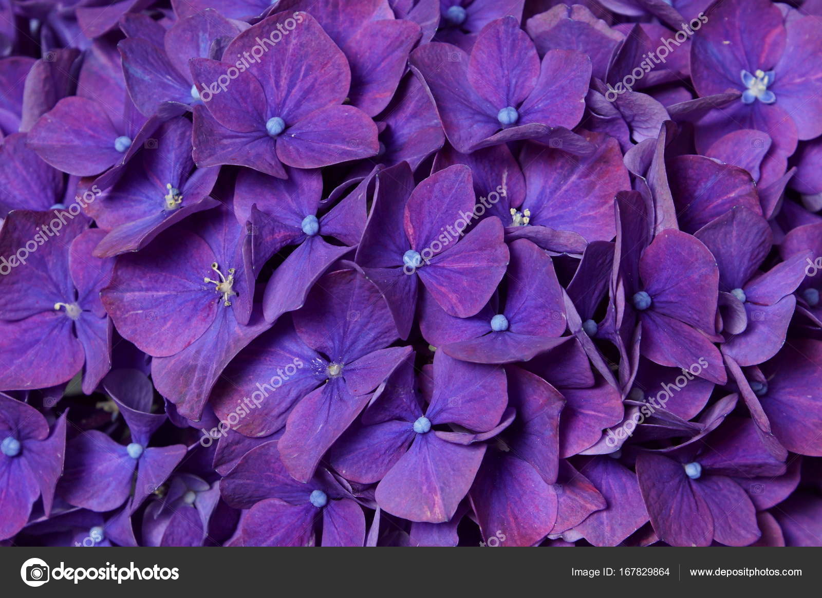 Violet hydrangea close-up — Stock Photo © petrdlouhy #167829864