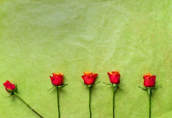 Unopened roses Stock Photos, Royalty Free Unopened roses Images ...