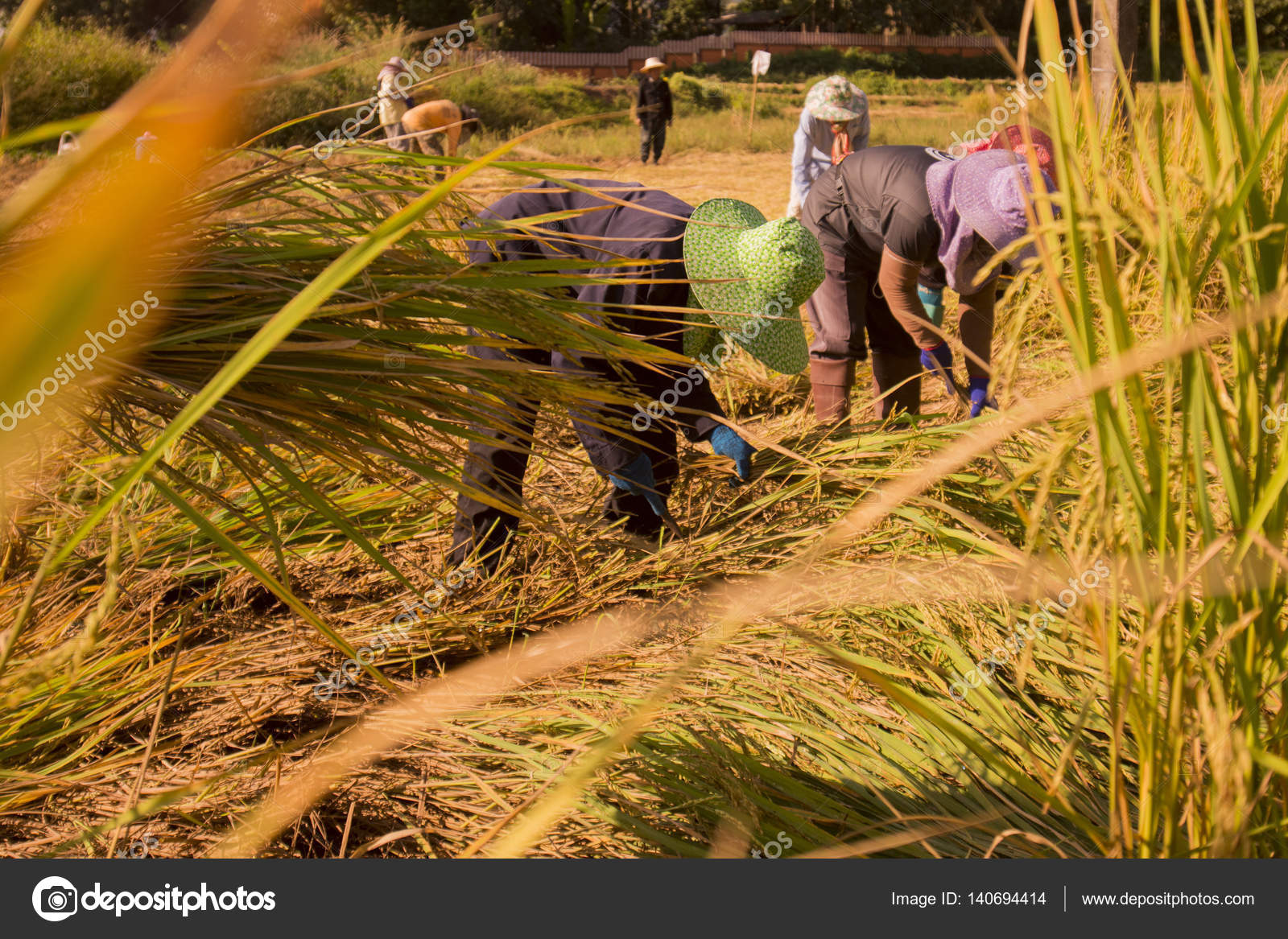 Farmers at rice earning in the field in Thailand — Stock Editorial ...