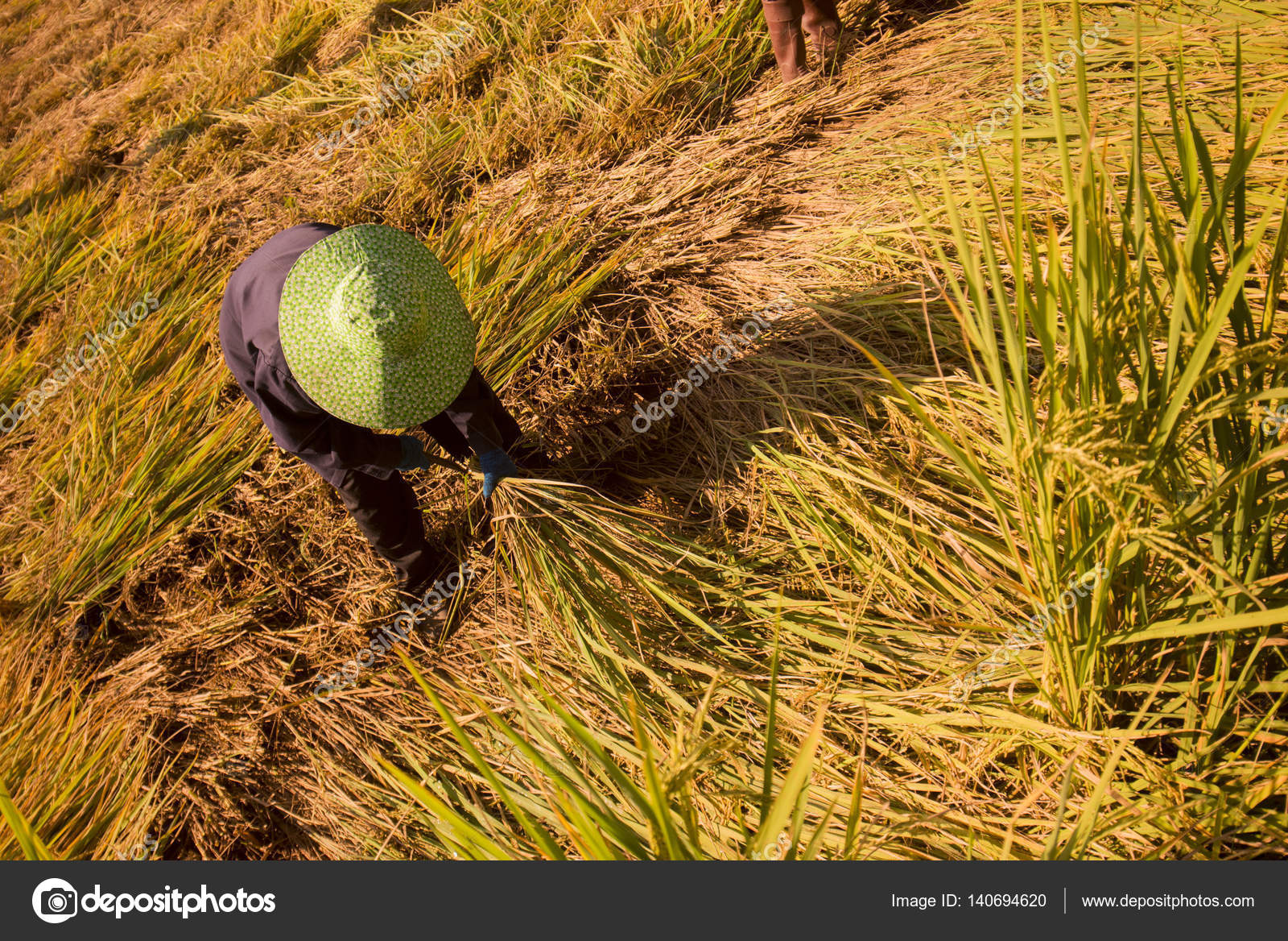 Farmers at rice earning in the field in Thailand — Stock Editorial ...