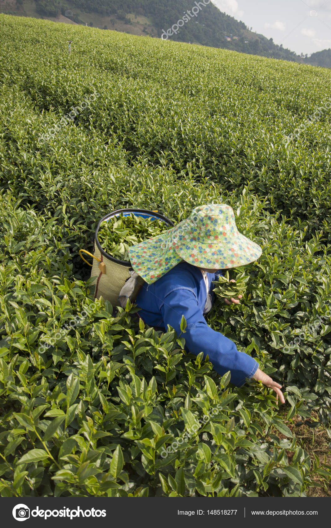 Tea Harvest at the tea plantation – Stock Editorial Photo © urf #148518277