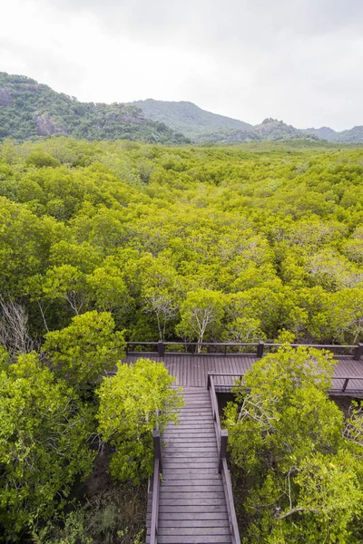 the mangrove Forest Park near the Town of Pranburi on the Golf of ...