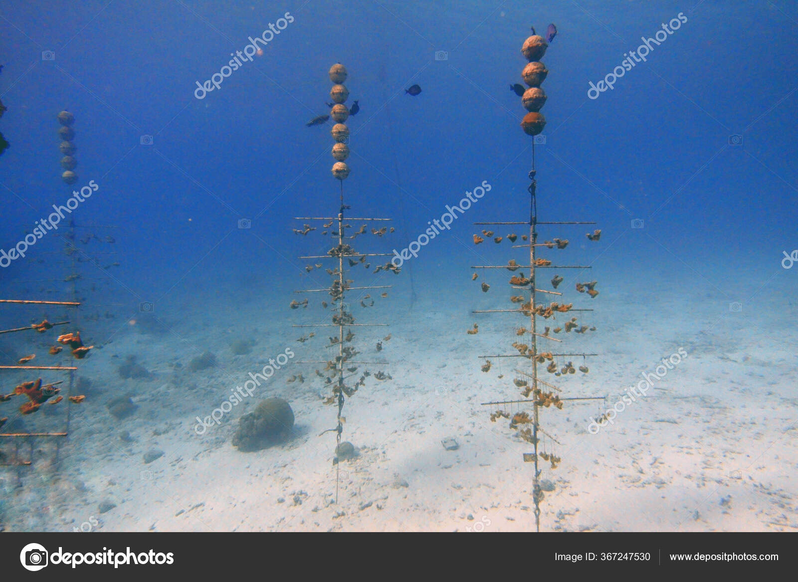 Underwater Photo Coral Farm Corals Marine Invertebrates Class Anthozoa ...
