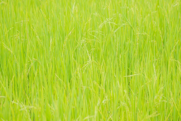 Campo de trigo verde jovem Stock Photos, Royalty Free Campo de trigo ...