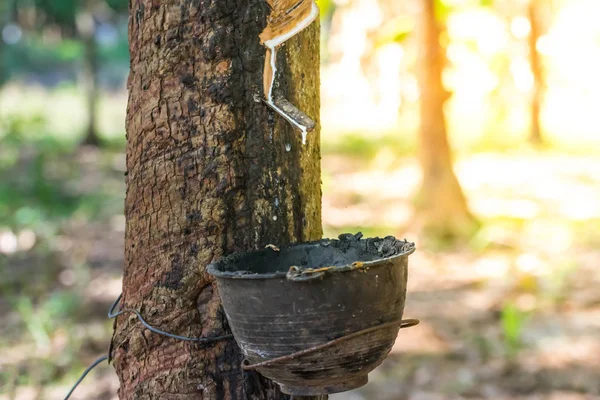 Rubber tree with natural rubber drop at plantation - Stock Image ...
