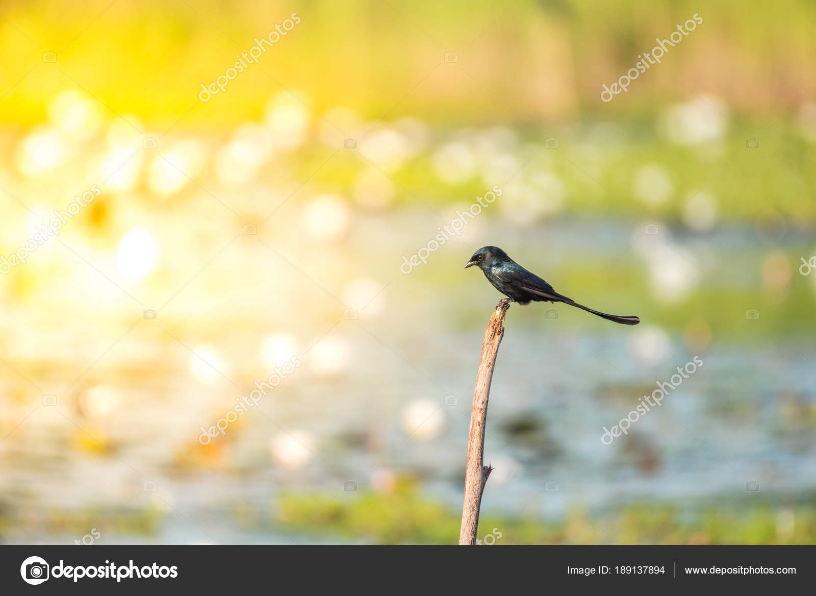 Bird (Black Drongo) on tree in nature wild — Stock Photo © PongMoji ...