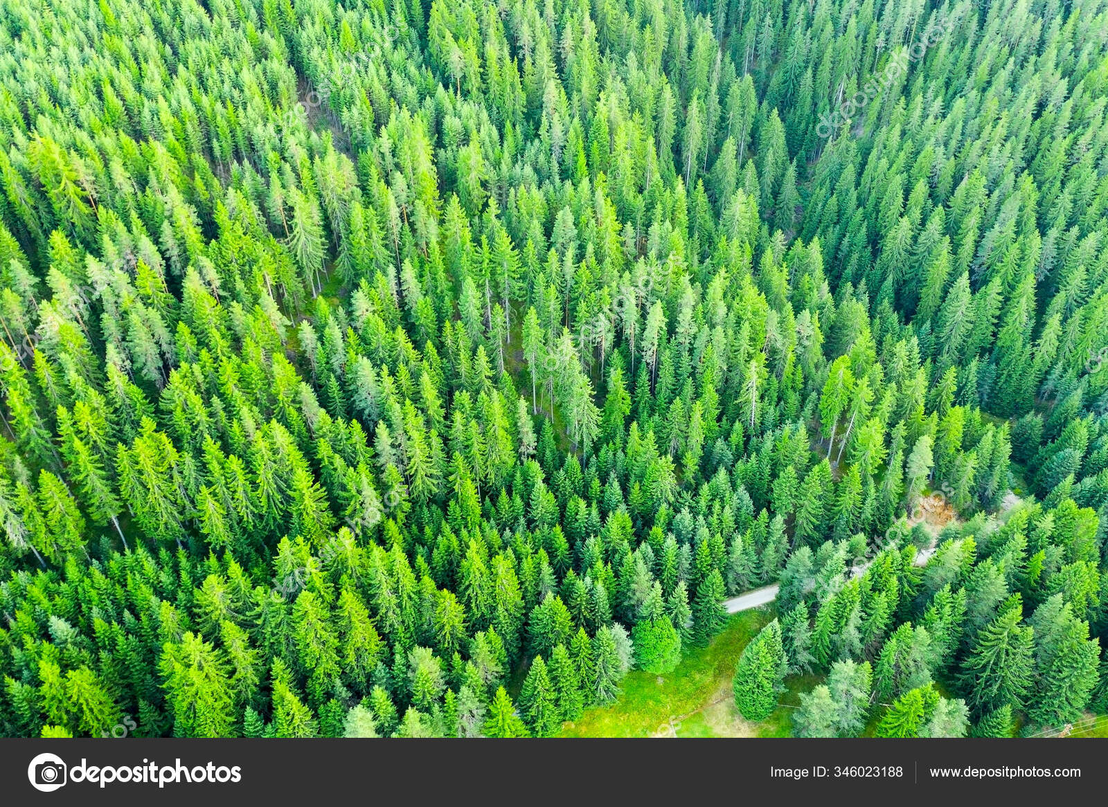 Evergreen Tree Plan View