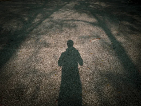 Shadows On Ground - Tall Tree Shadows - Stock Image - Everypixel
