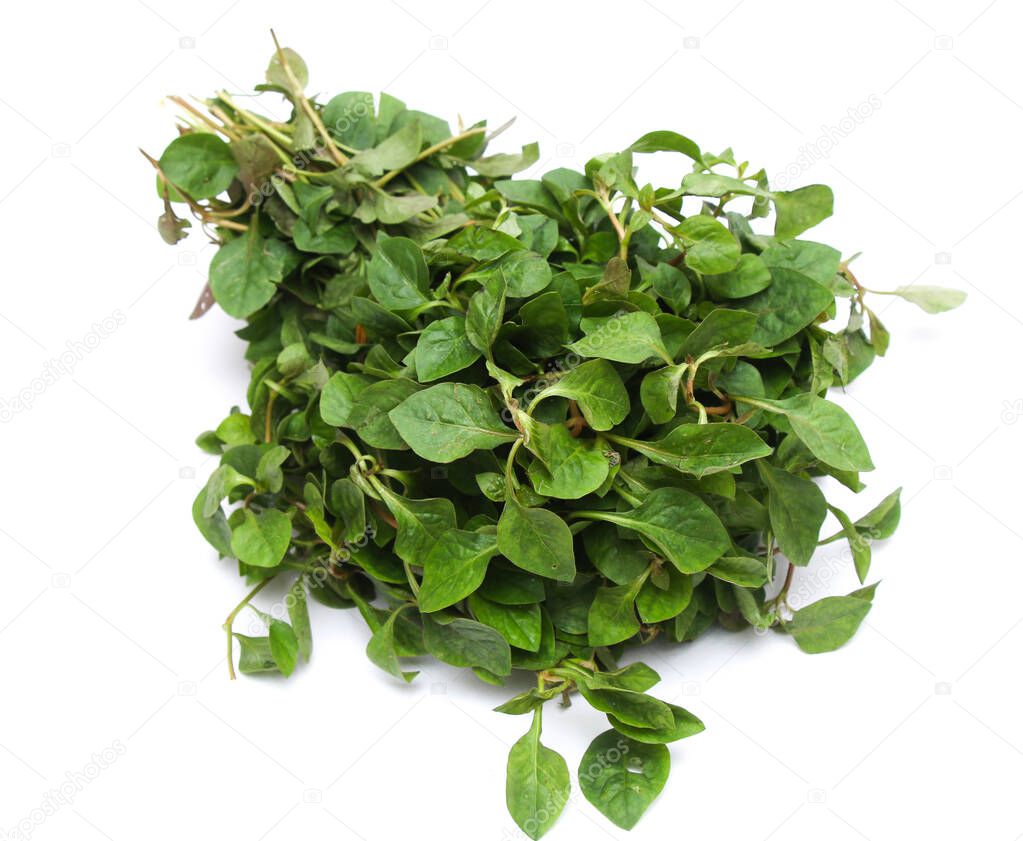 Grupo de Alternanthera sessilis o Joyweed espinacas nutritivas 2024