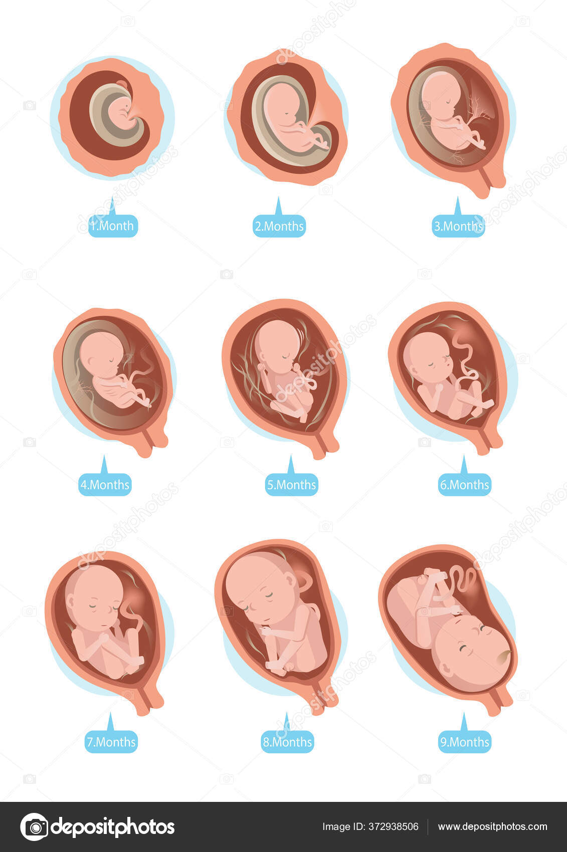 Ilustración Vectores Crecimiento Fetal Vector de stock #372938506 de ...