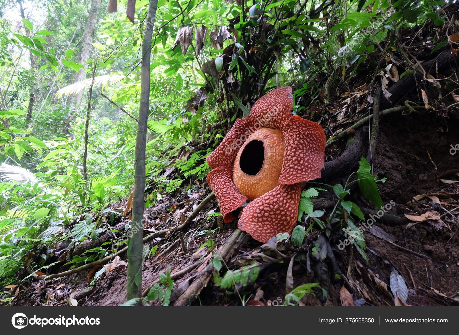 Full Bloomed Rafflesia Arnoldii Flower Bengkulu Forest Stock Photo by ...