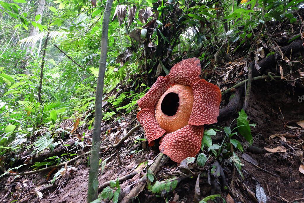 Flor de Rafflesia arnoldii en plena floración en el bosque de Bengkulu 2022