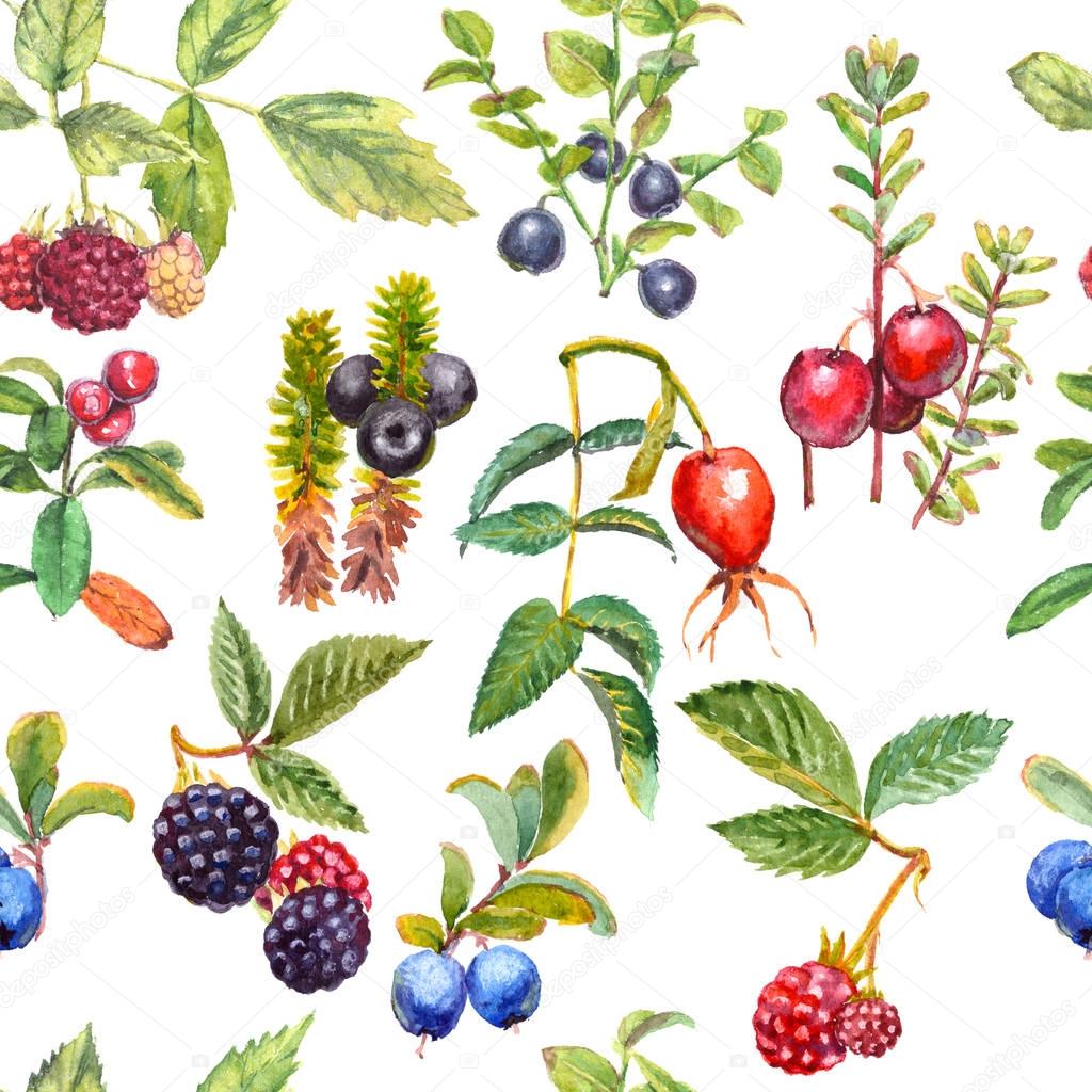 Seamless pattern of watercolor wild forest berries: crowberry, rose ...