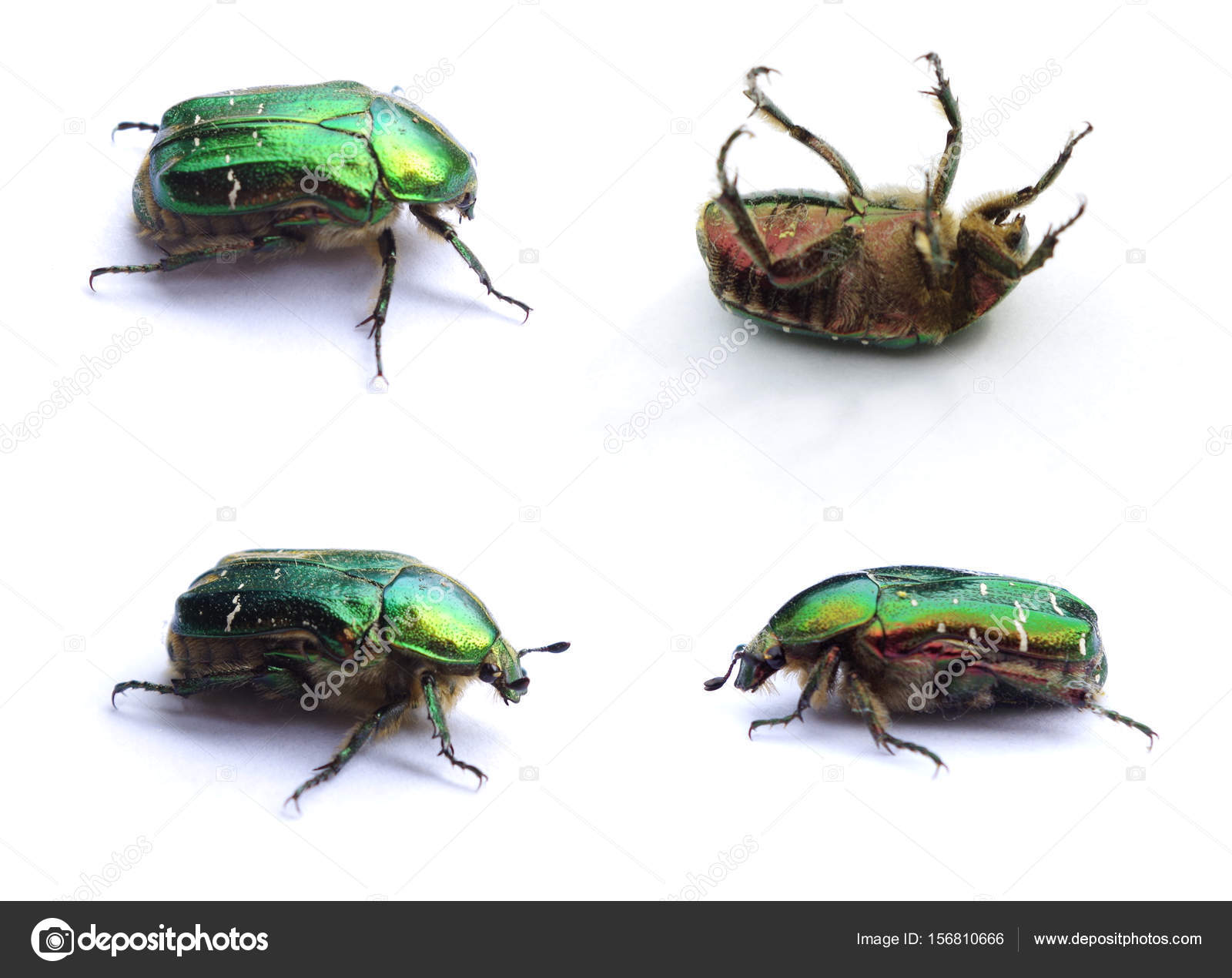 Set of four Green beetles. Rose chafer (cetonia aurata) isolated on white background Stock Photo ...